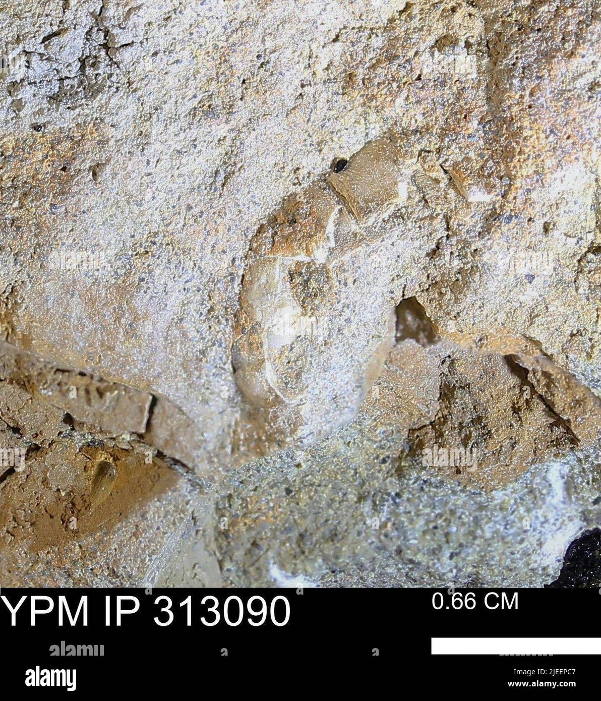 Corbicula sp hi-res stock photography and images - Alamy