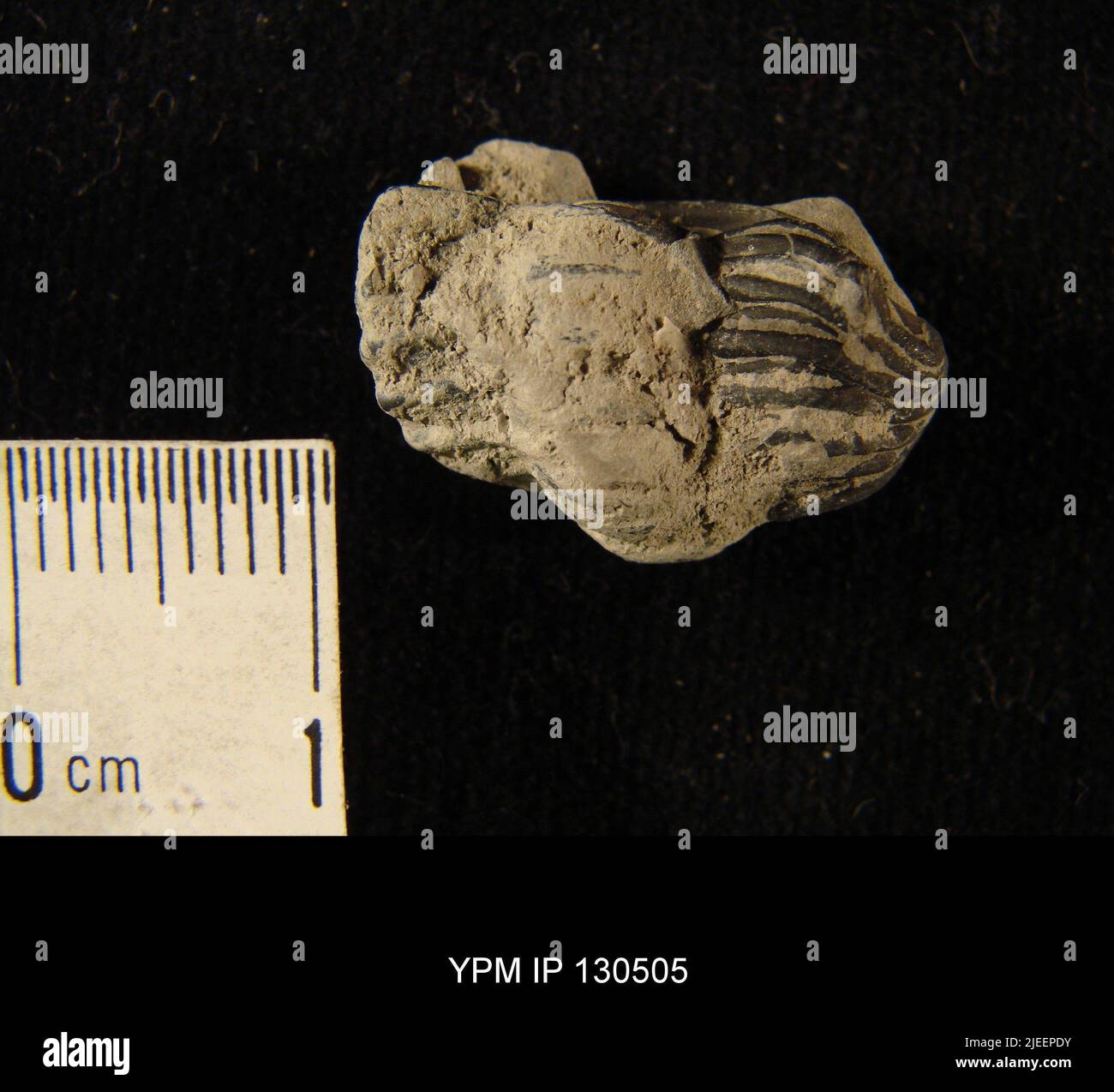 Phacops sp animalia hi-res stock photography and images - Alamy