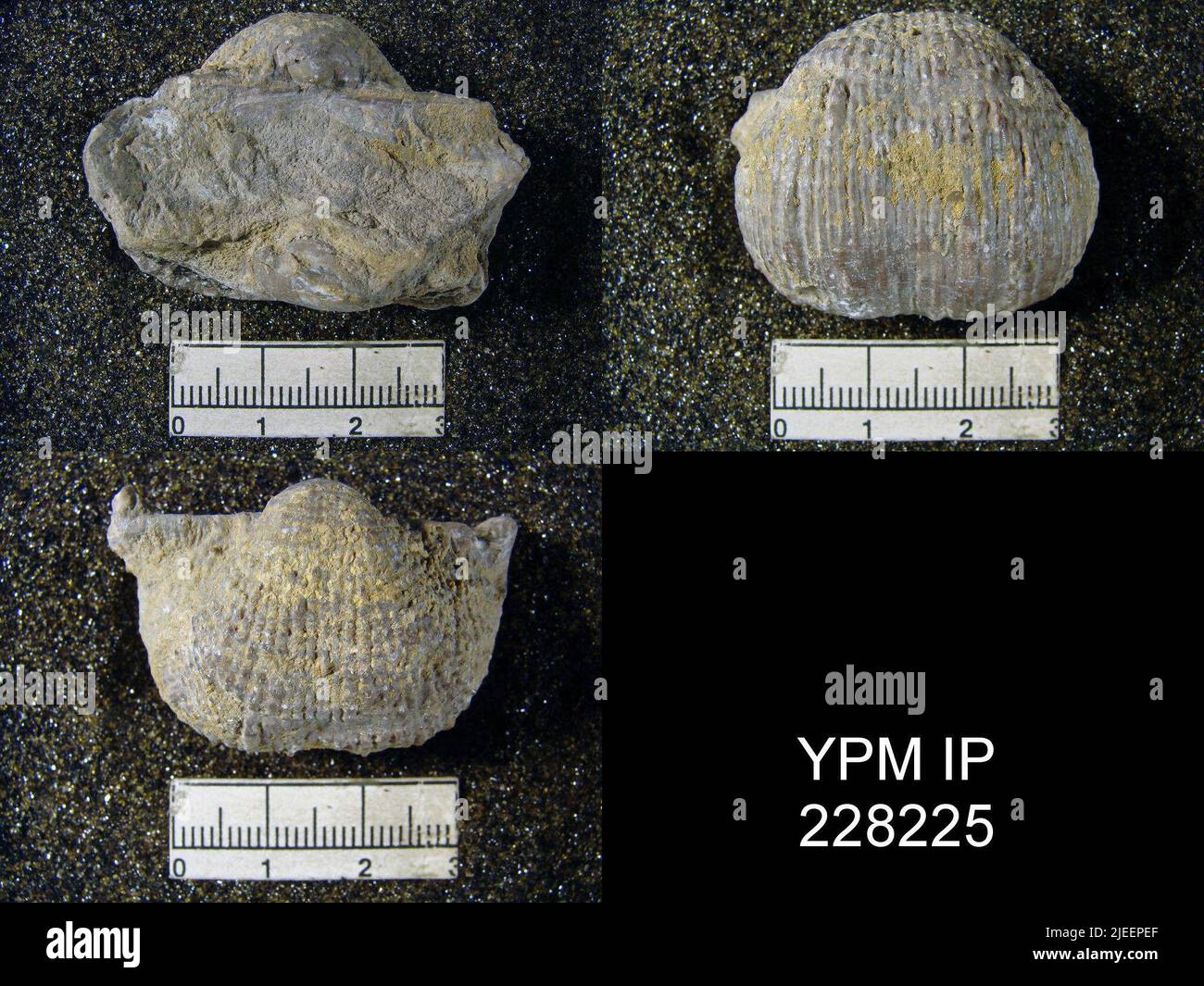 Dictyoclostus portlockianus Norwood & Pratten Stock Photo - Alamy