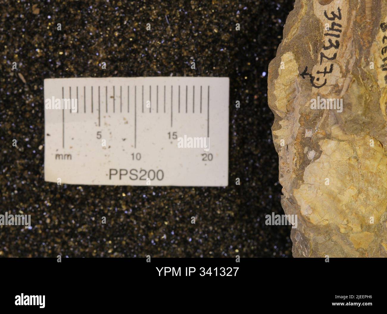 Scaphites hi-res stock photography and images - Alamy