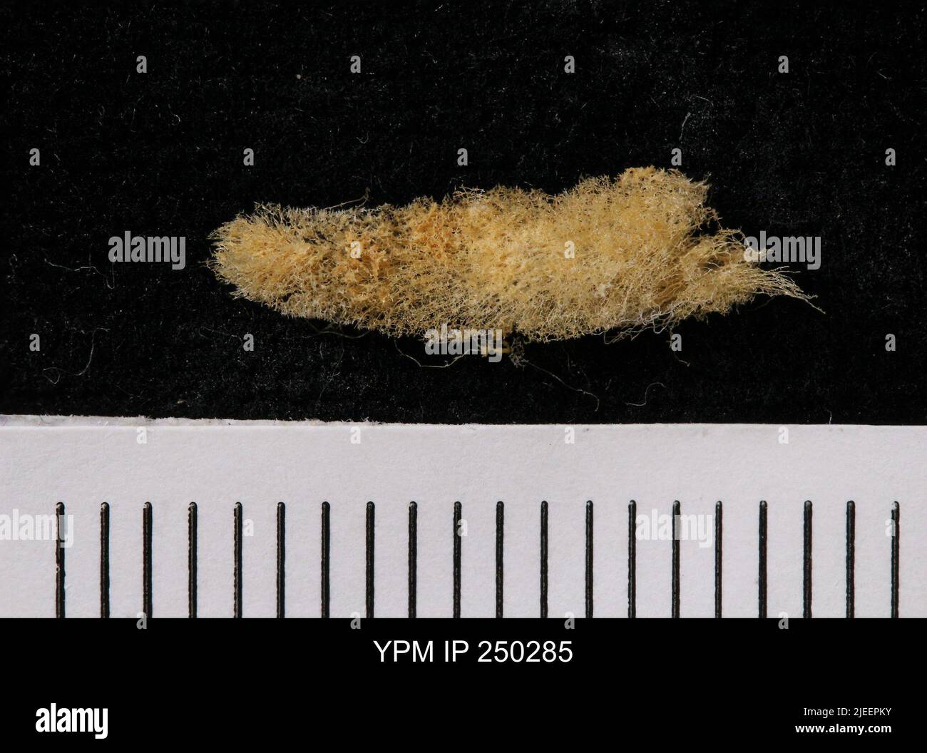 Chalina hi-res stock photography and images - Alamy