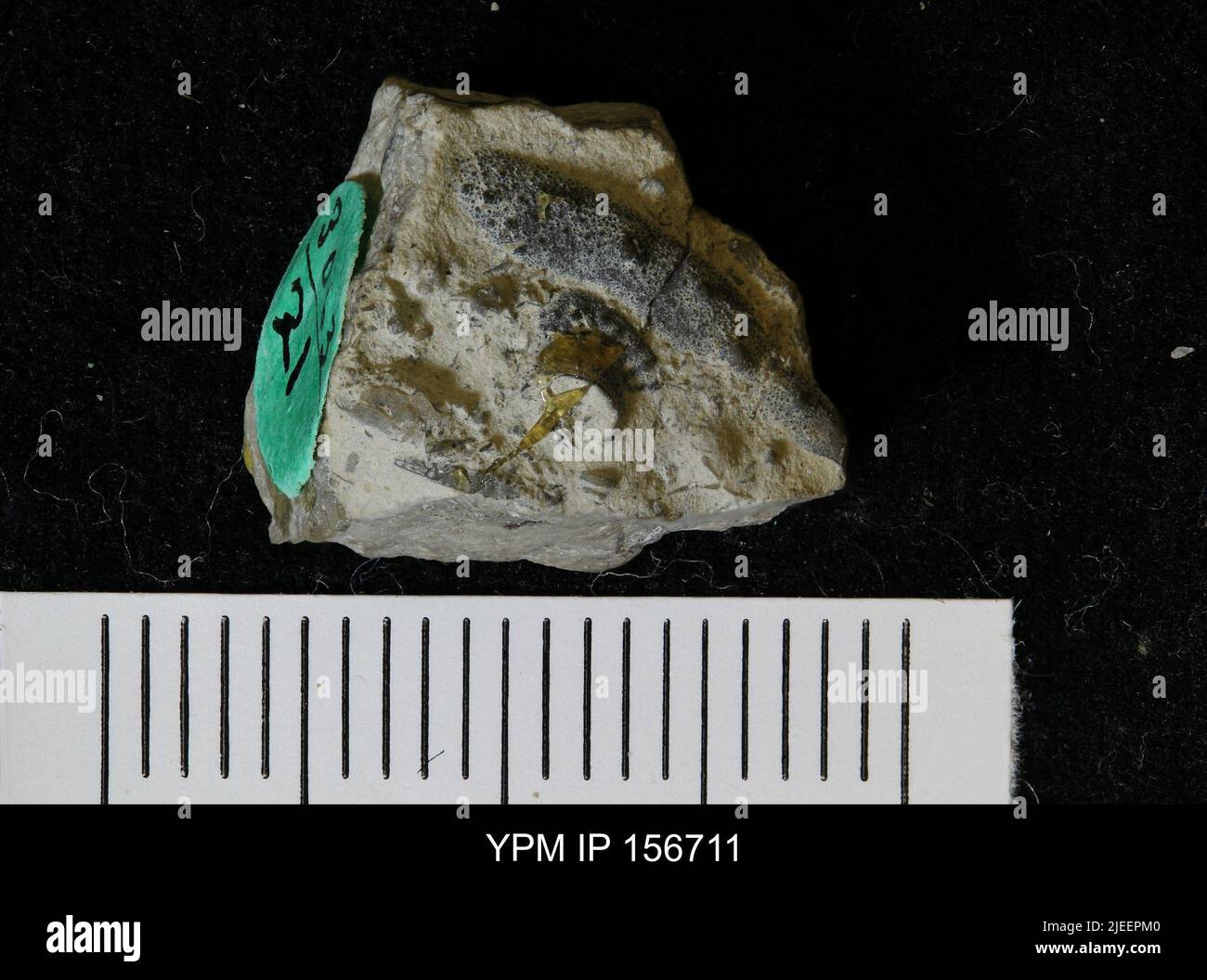 Ceraurus pleurexanthemus green hi-res stock photography and images - Alamy