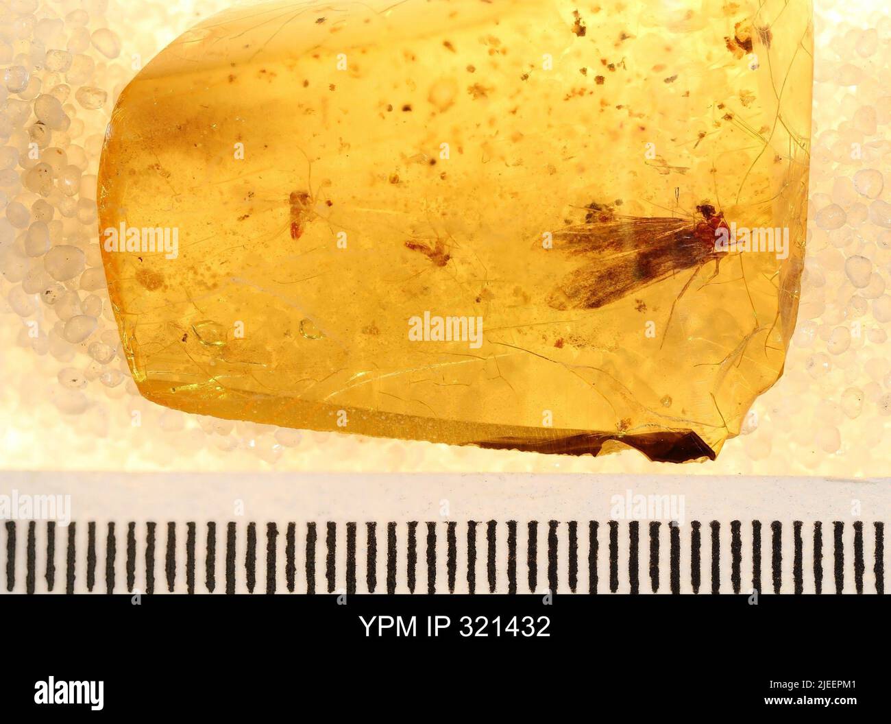 Trichoptera larvae hi-res stock photography and images - Alamy