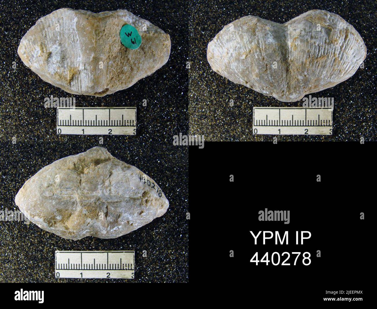 Spirifer sp hi-res stock photography and images - Alamy