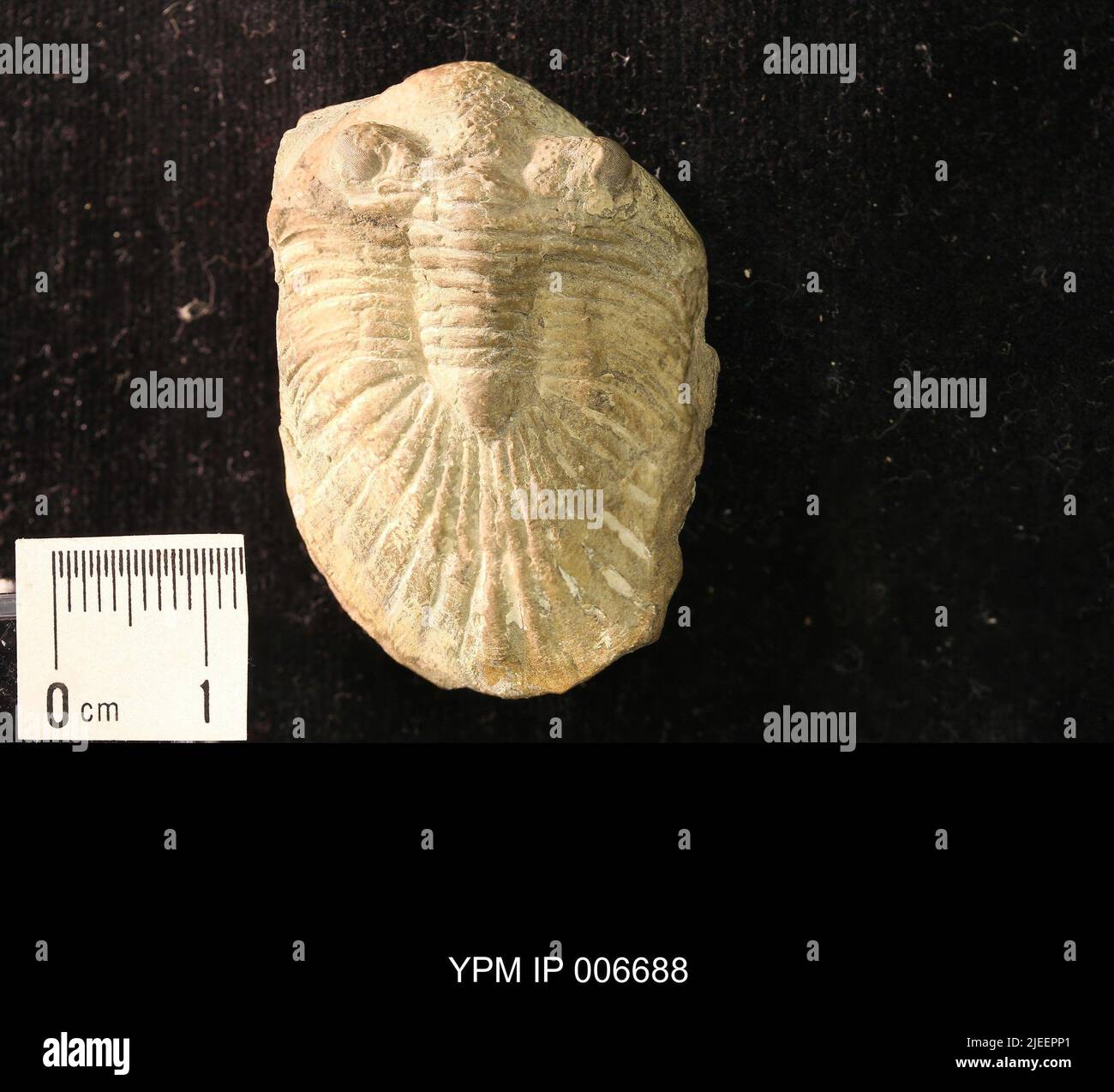 Goldfuss hi-res stock photography and images - Alamy