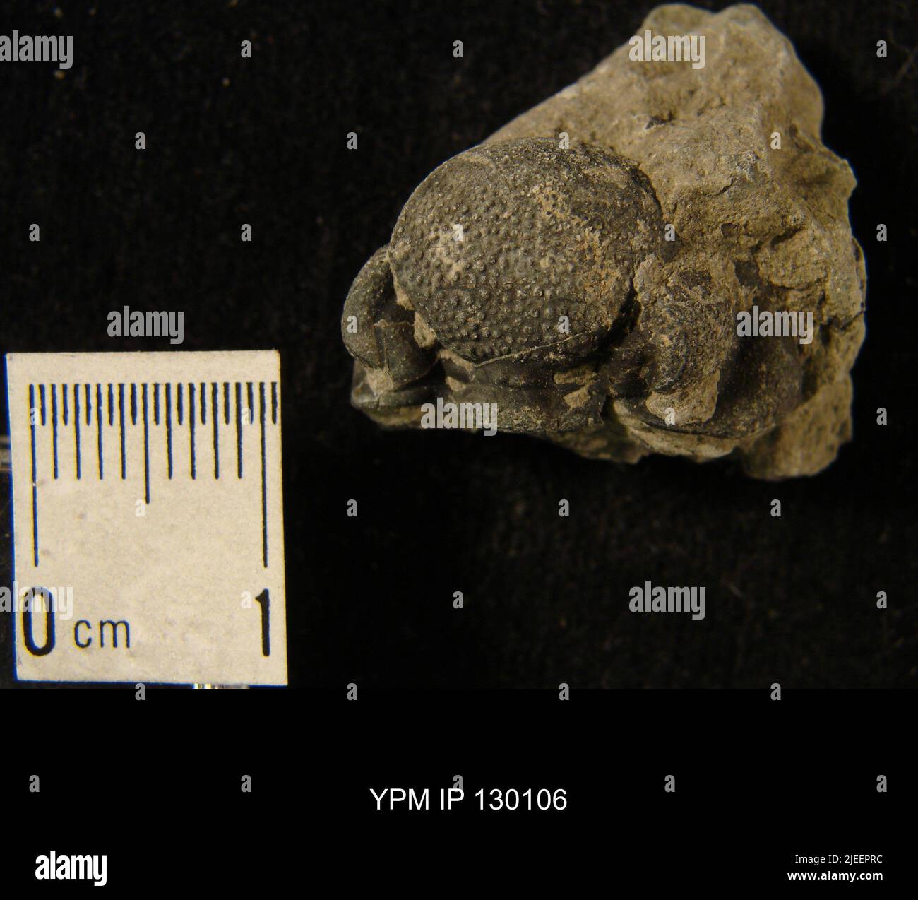 Eldredgeops rana (Green Stock Photo - Alamy