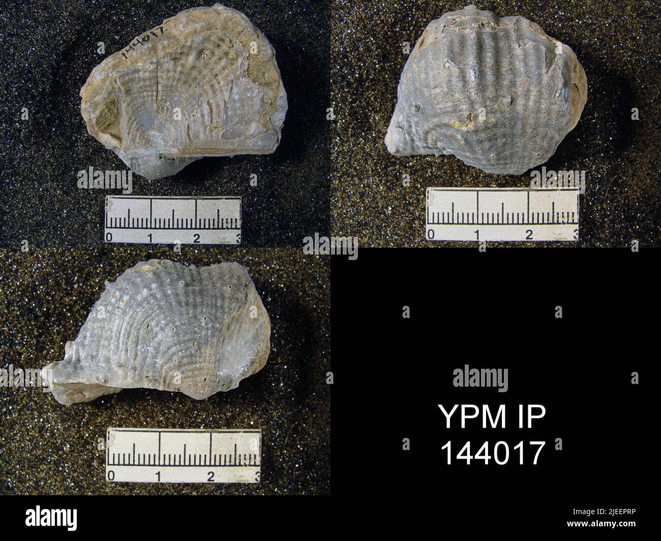 Dictyoclostus indicus (Waagen Stock Photo - Alamy