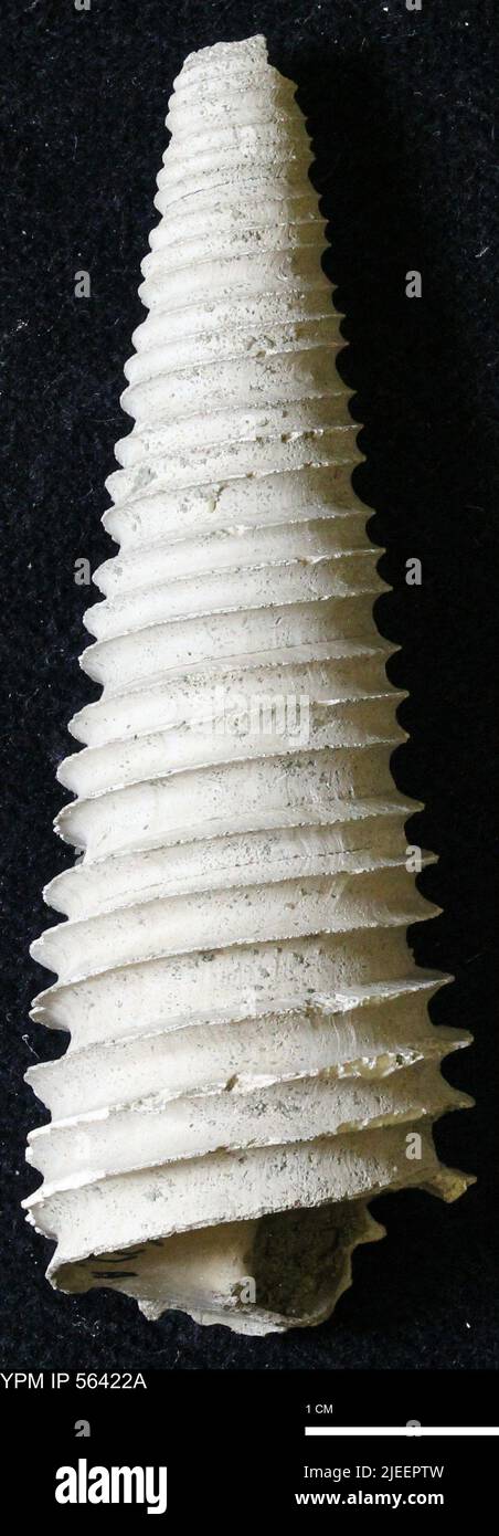 Turritella trilira animalia hi-res stock photography and images - Alamy