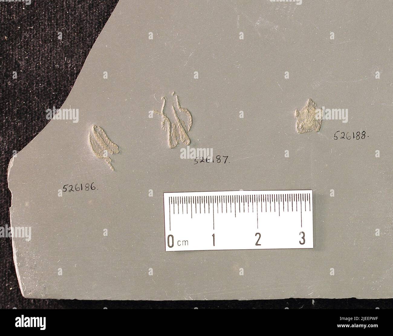 Furcaster palaeozoicus Sturtz Stock Photo - Alamy