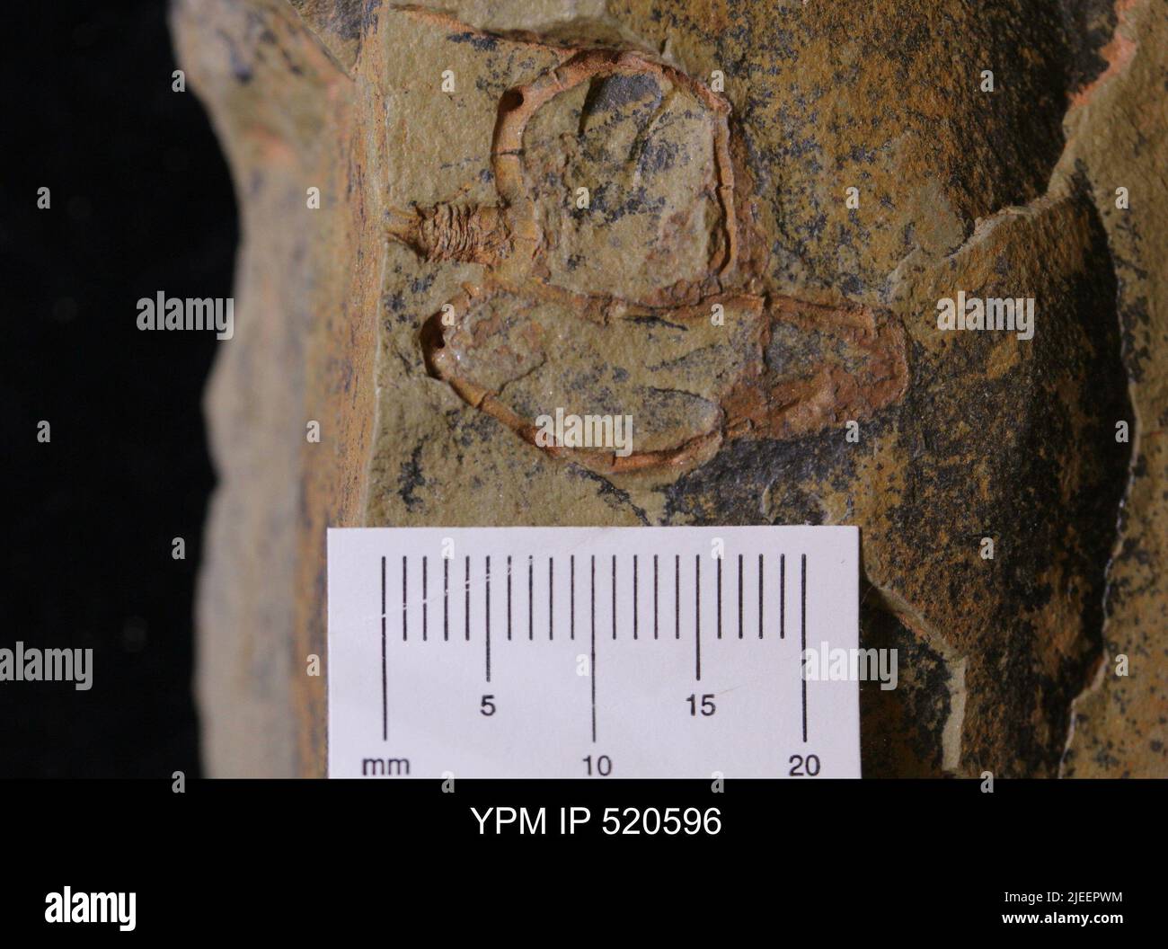 Genus cornuta hi-res stock photography and images - Alamy