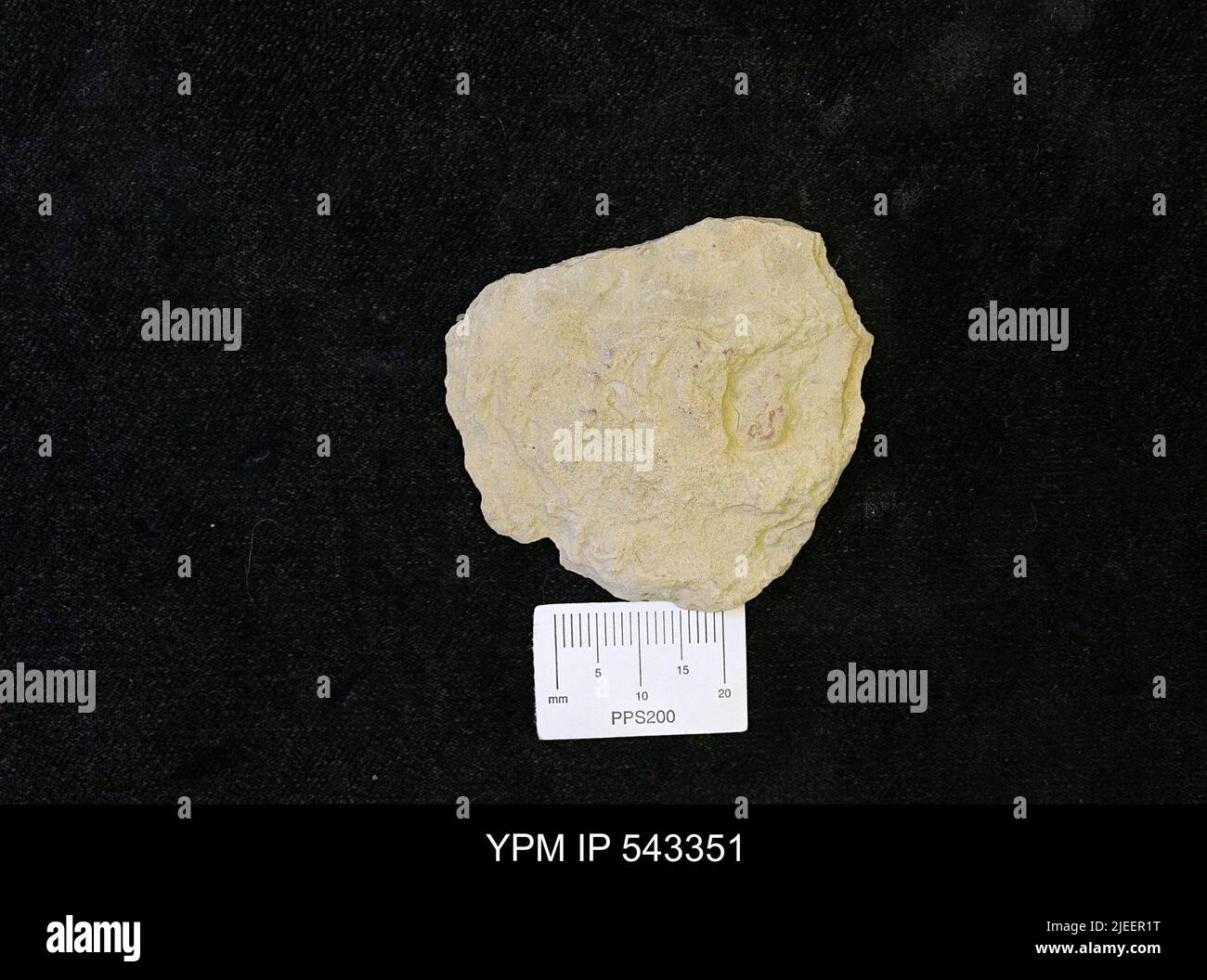 Missourensis hi-res stock photography and images - Alamy