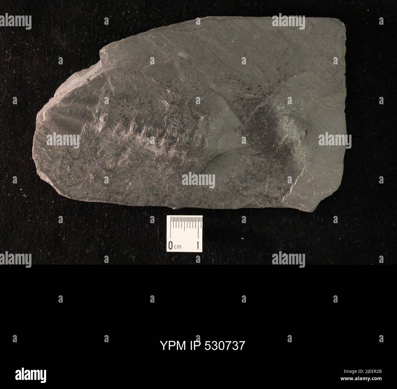 Phacops sp animalia hi-res stock photography and images - Alamy