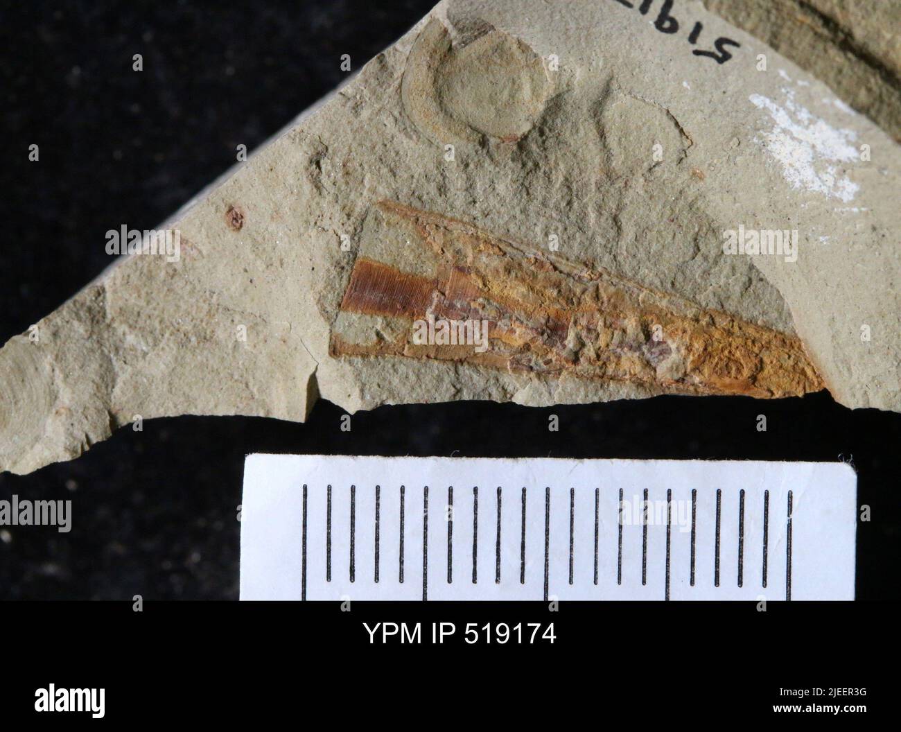 Hyolith hi-res stock photography and images - Alamy