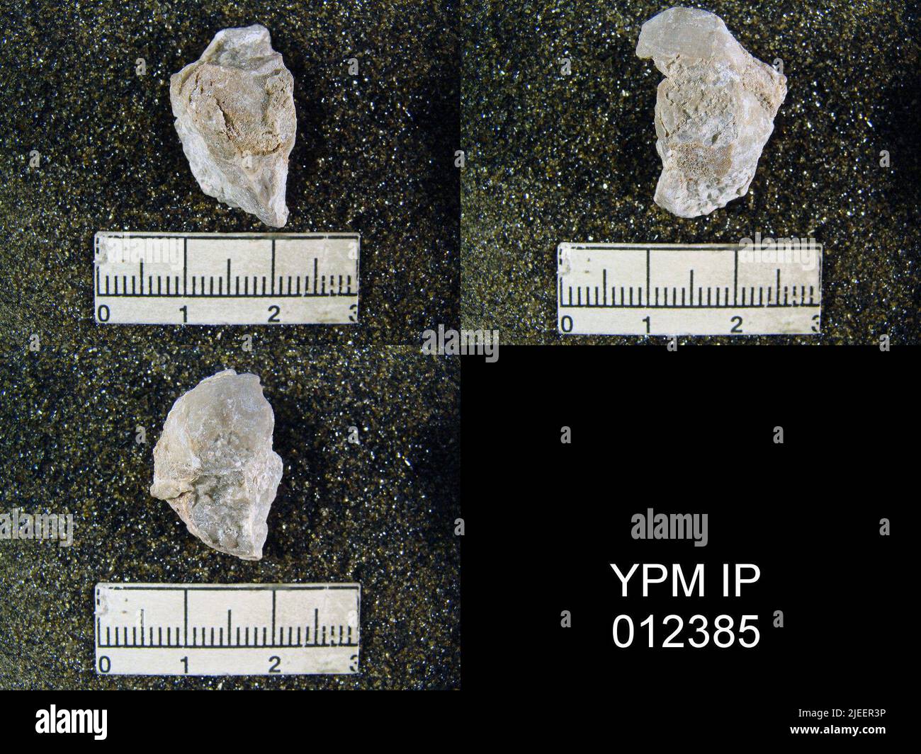 Squamularia guadalupensis (Shumard Stock Photo - Alamy