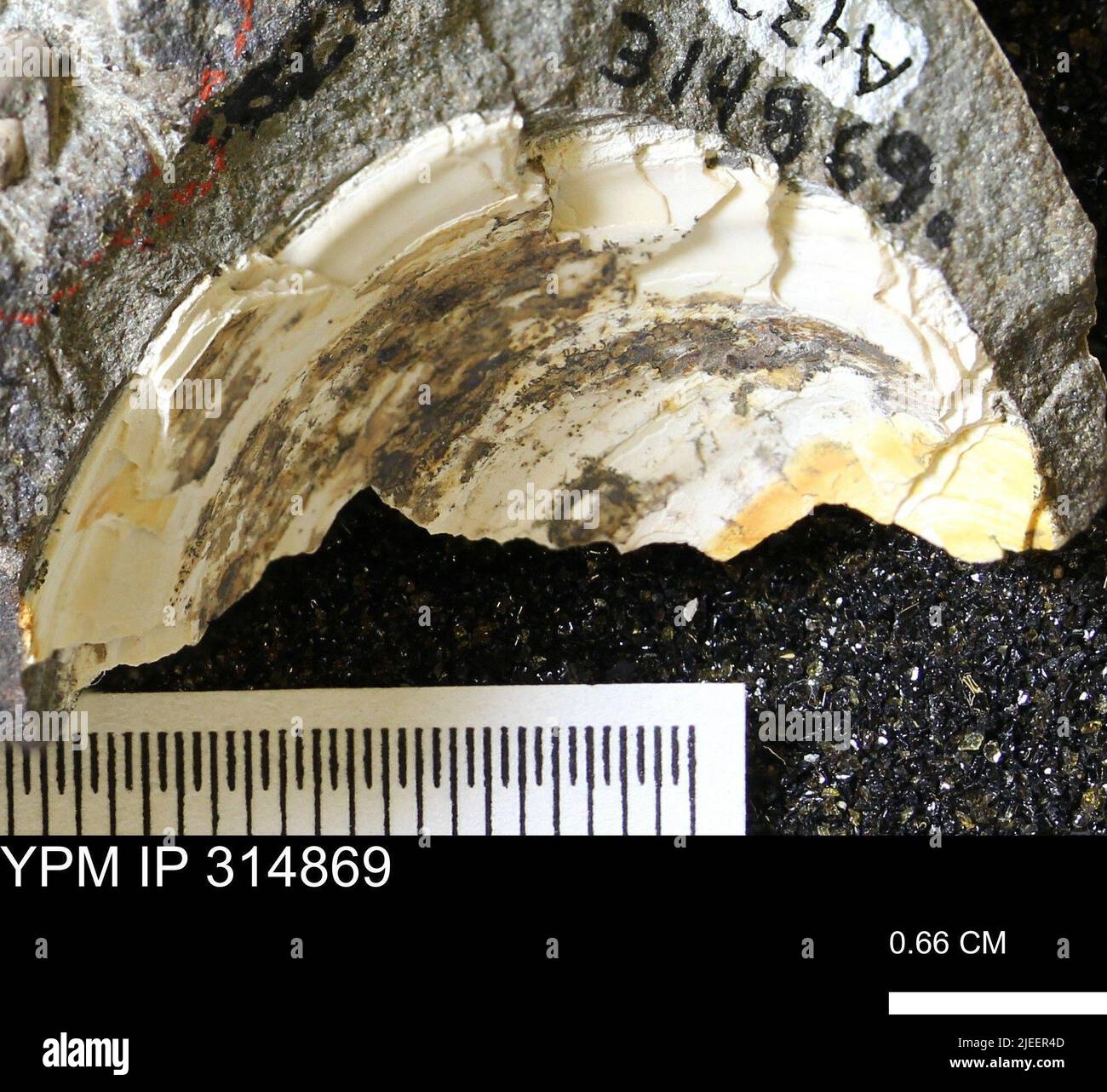 Cucullaea sp animalia hi-res stock photography and images - Alamy