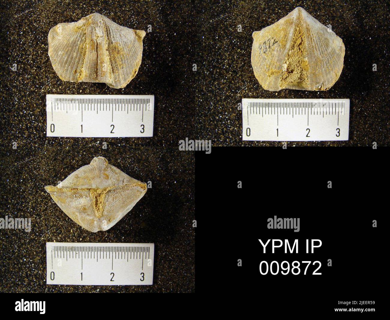 Spirifer whitneyi hall hi-res stock photography and images - Alamy