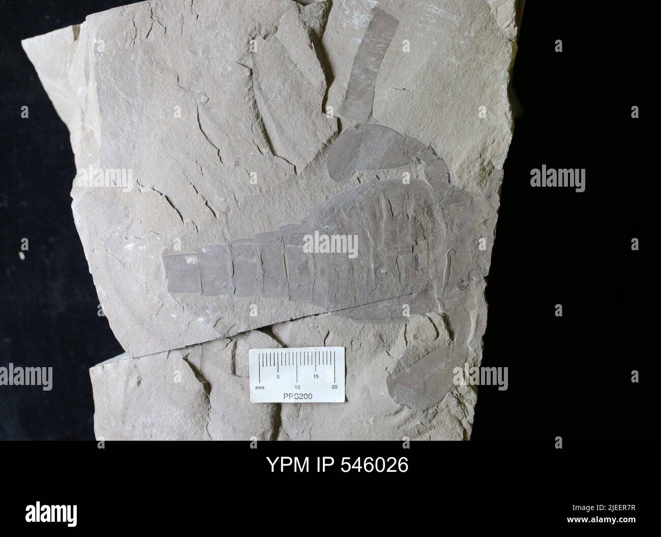 Eurypterus sp hi-res stock photography and images - Alamy