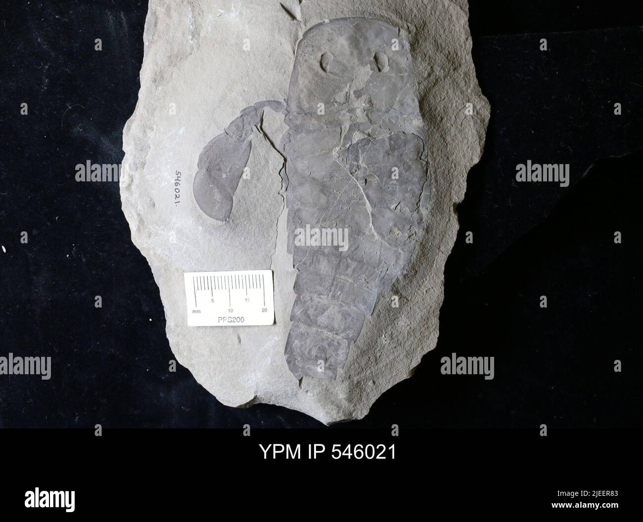 Eurypterus sp animalia hi-res stock photography and images - Alamy