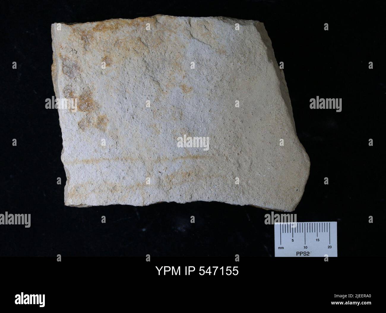 Prehistoric foraminifera hi-res stock photography and images - Alamy
