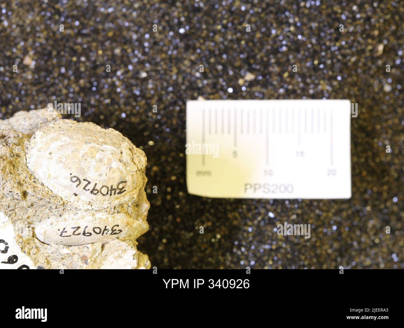 Corbicula sp hi-res stock photography and images - Alamy