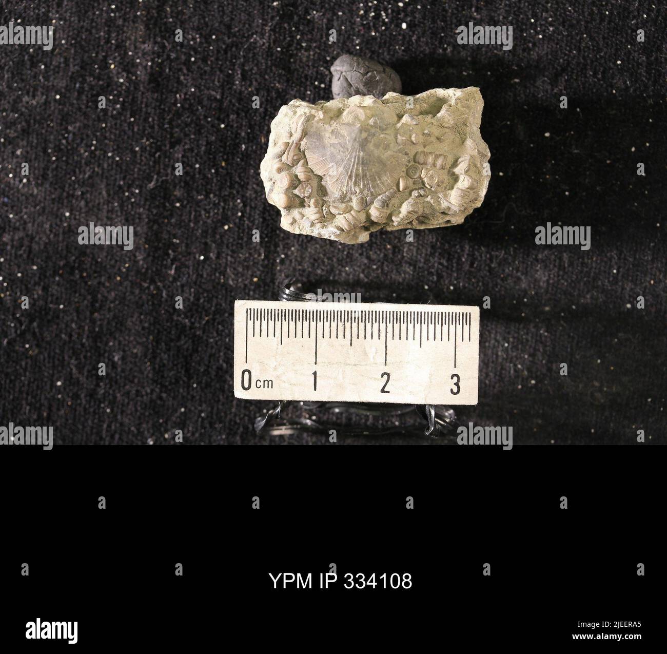 Rafinesquina squamula james hi-res stock photography and images - Alamy