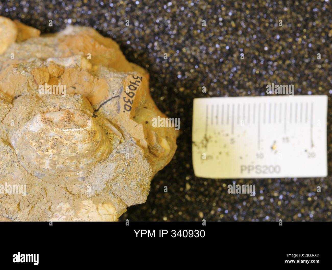 Corbicula sp animalia hi-res stock photography and images - Alamy