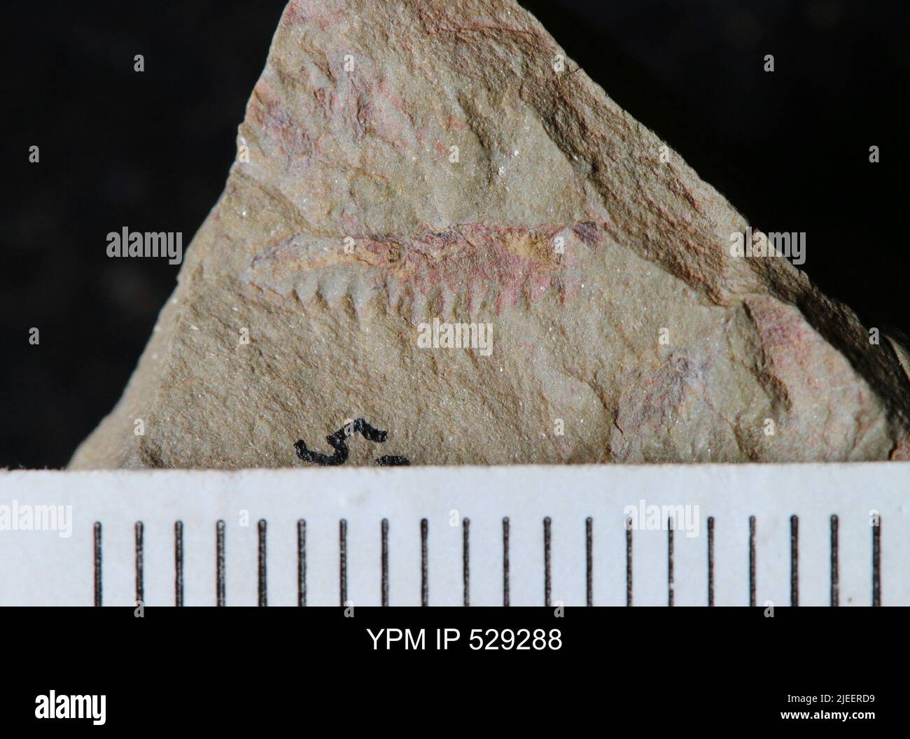 Graptoloidea hi-res stock photography and images - Alamy