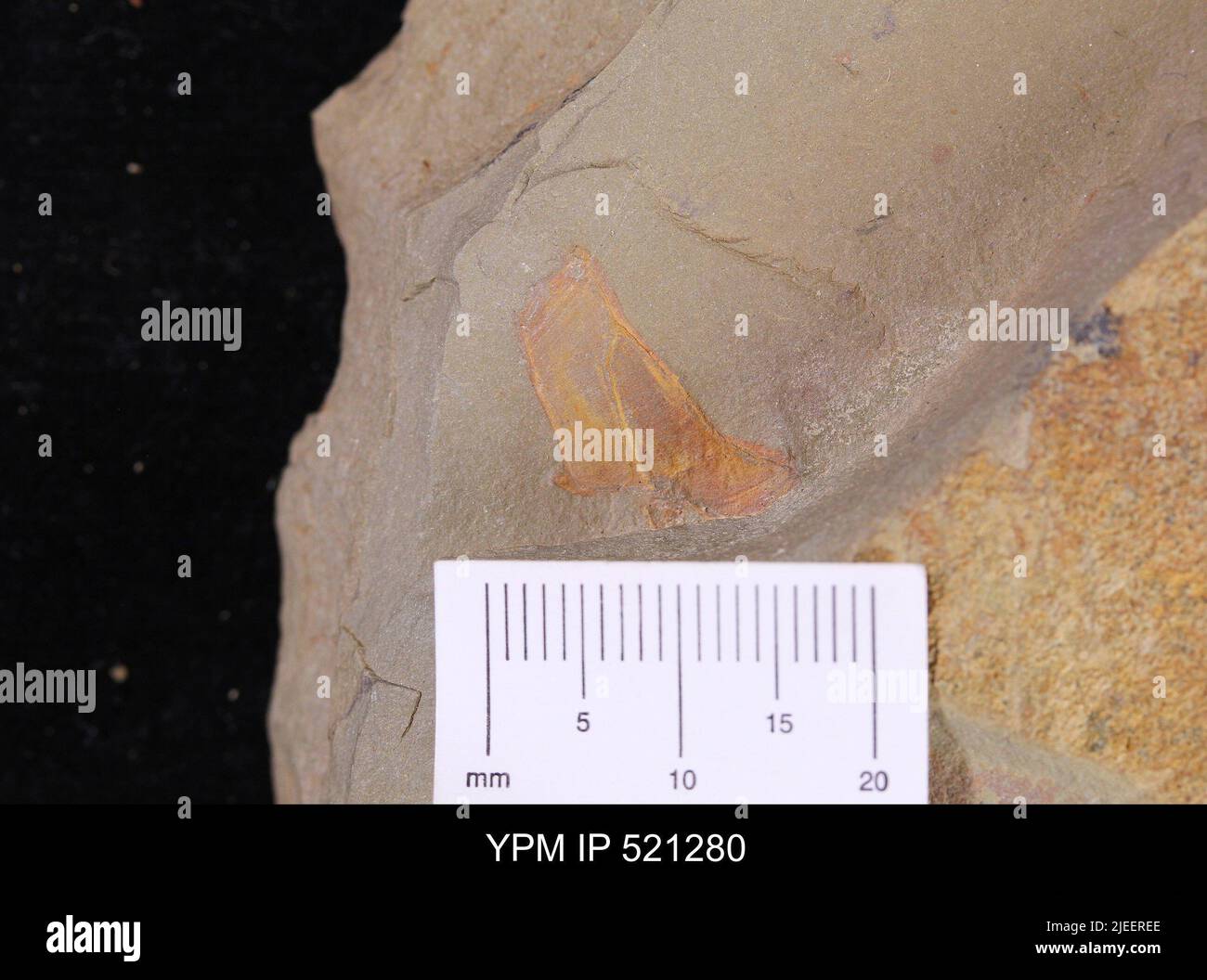 Cothurnocystis hi-res stock photography and images - Alamy