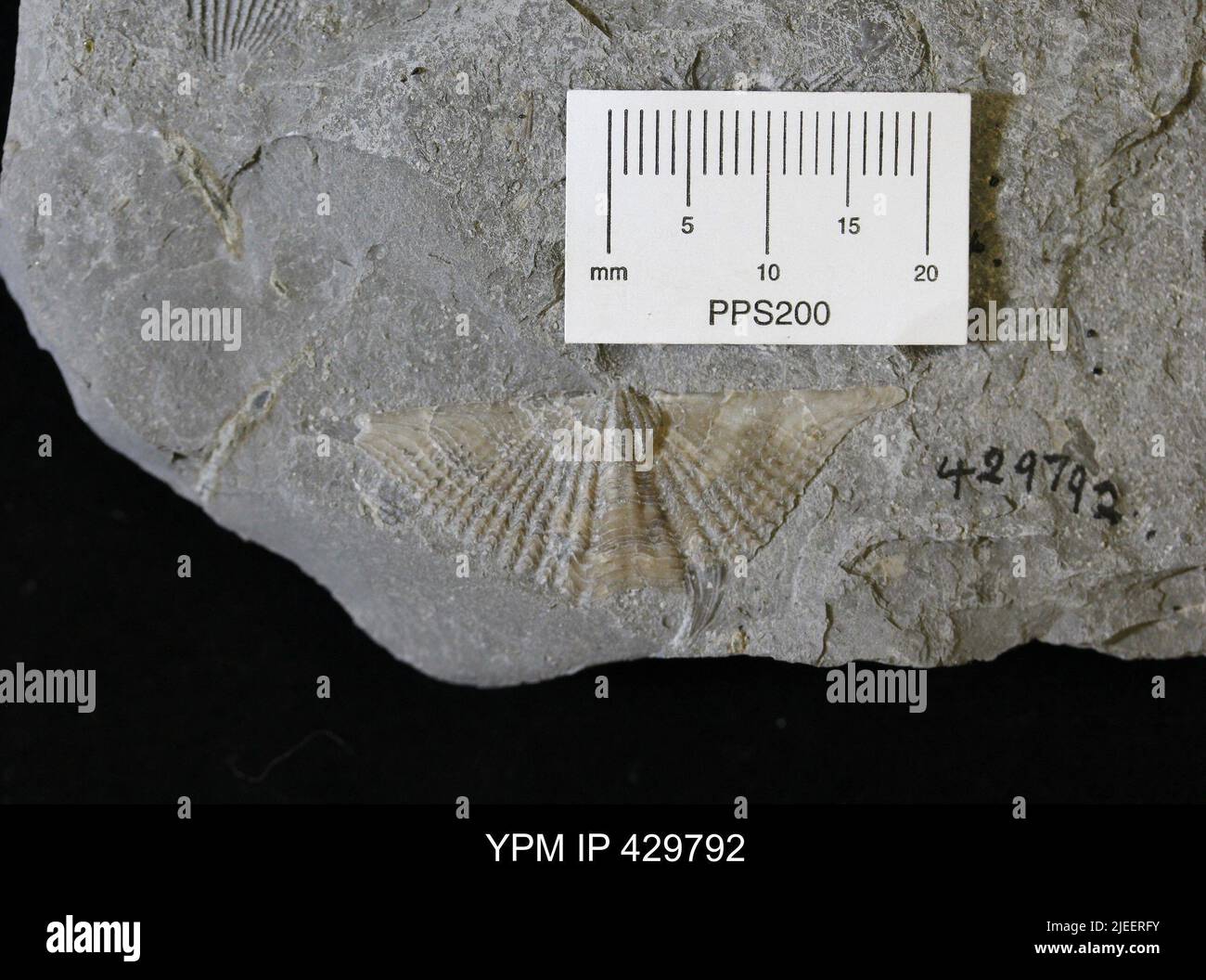 Mucrospirifer mucronatus animalia hi-res stock photography and images ...