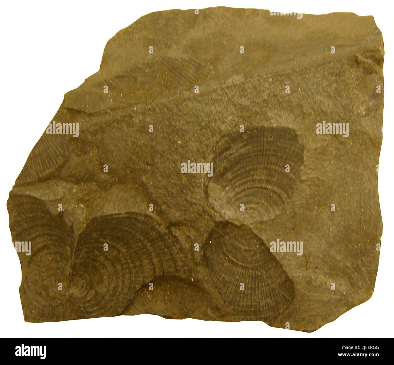 Daonella hi-res stock photography and images - Alamy