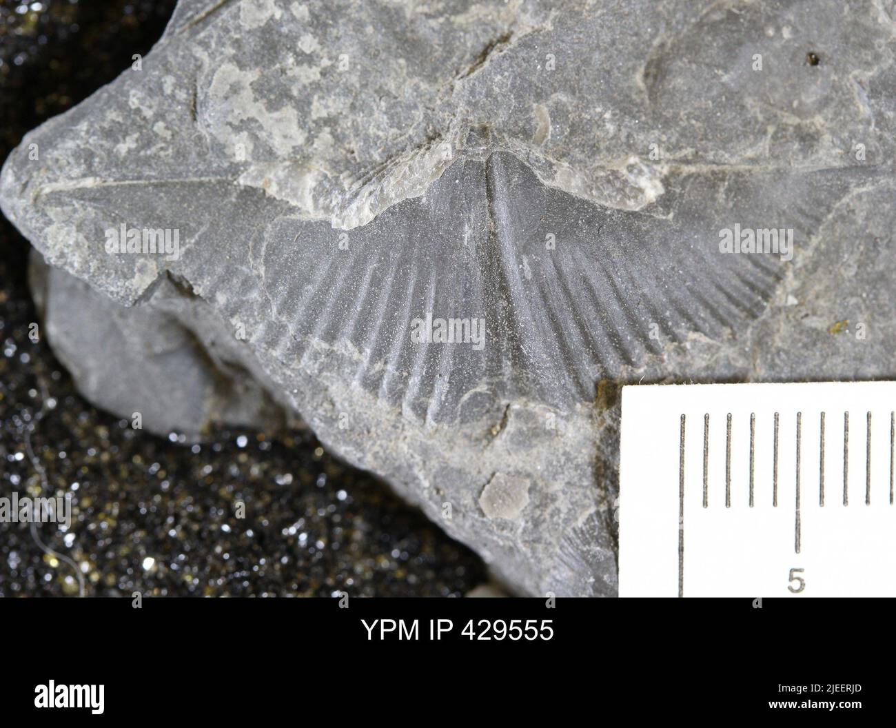 Mucrospirifer mucronatus animalia hi-res stock photography and images ...