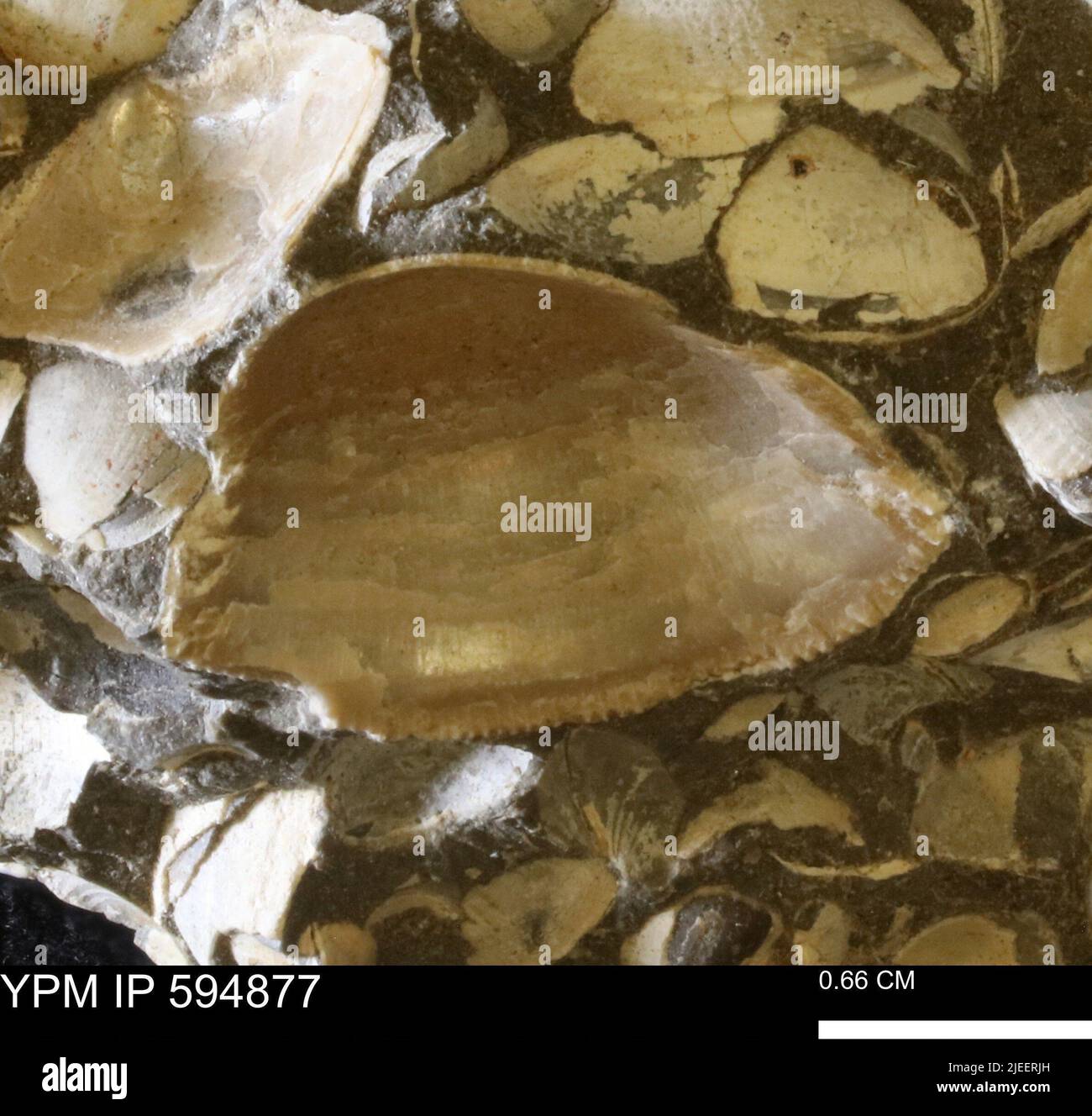 Nucula shell hi-res stock photography and images - Alamy