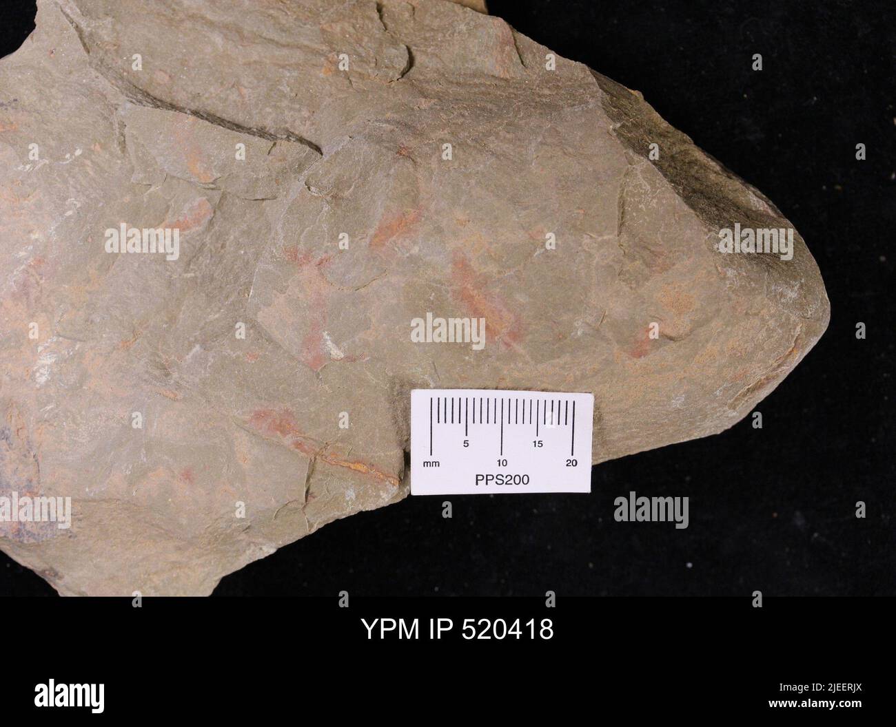 Ichnofossil in hi-res stock photography and images - Alamy