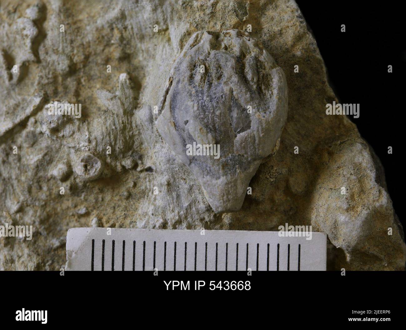 Pentremites pyriformis Say, 1825 Stock Photo - Alamy