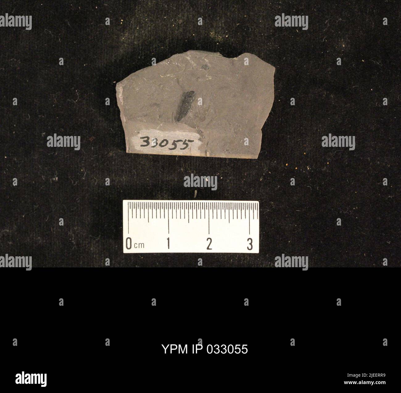 Mormolucoides articulatus Hitchcock. IPB.09955: Massachusetts. Franklin ...