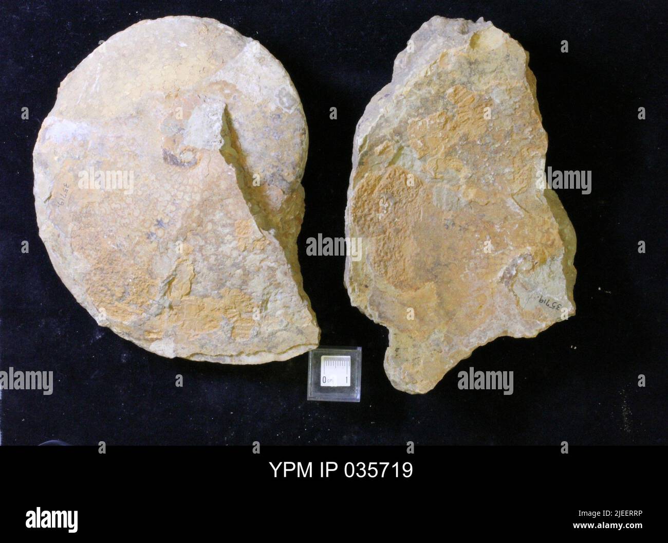 Sphenodiscus sp hi-res stock photography and images - Alamy