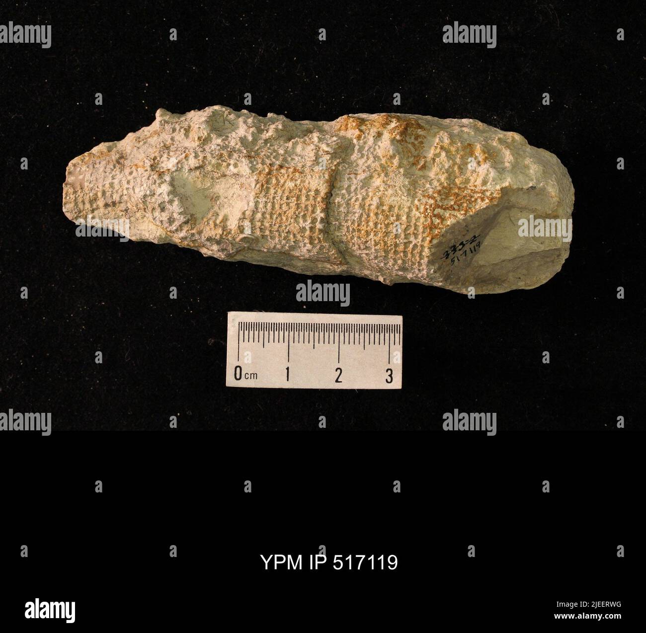 Craticularia procumbens Goldfuss Stock Photo - Alamy