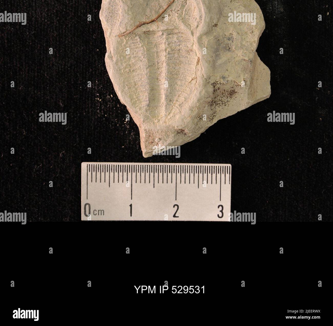 Modocia laevinucha Robison, 1964 Stock Photo - Alamy