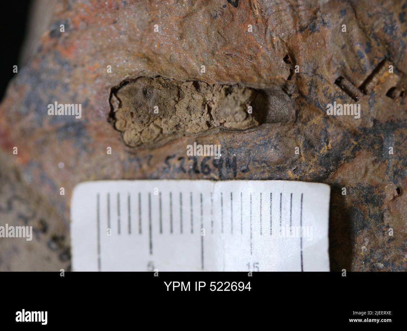 Eocrinoidea hi-res stock photography and images - Alamy