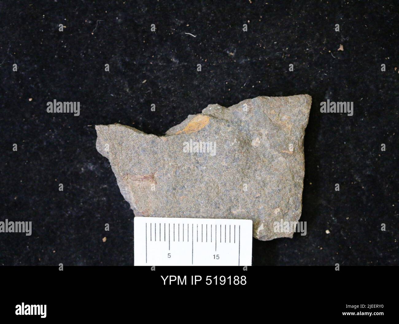 Genus cornuta hi-res stock photography and images - Alamy