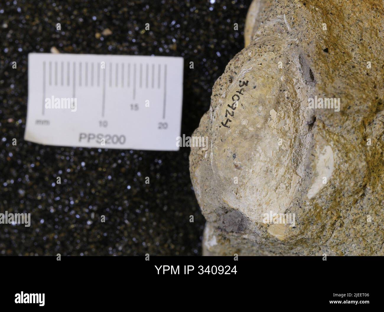 Corbicula sp hi-res stock photography and images - Alamy