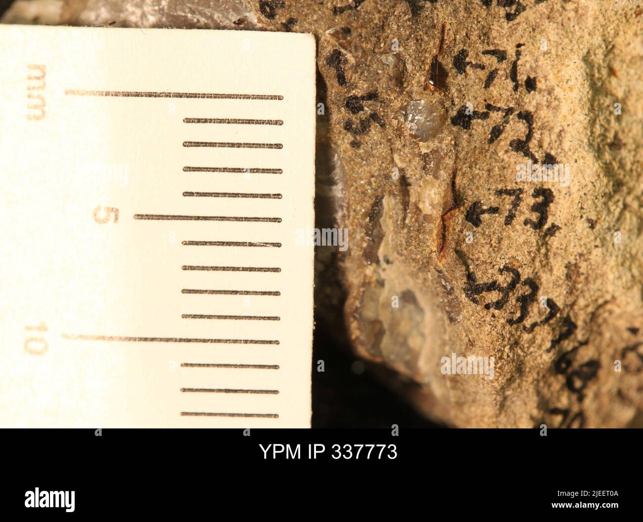 Fish taxonomy hi-res stock photography and images - Alamy