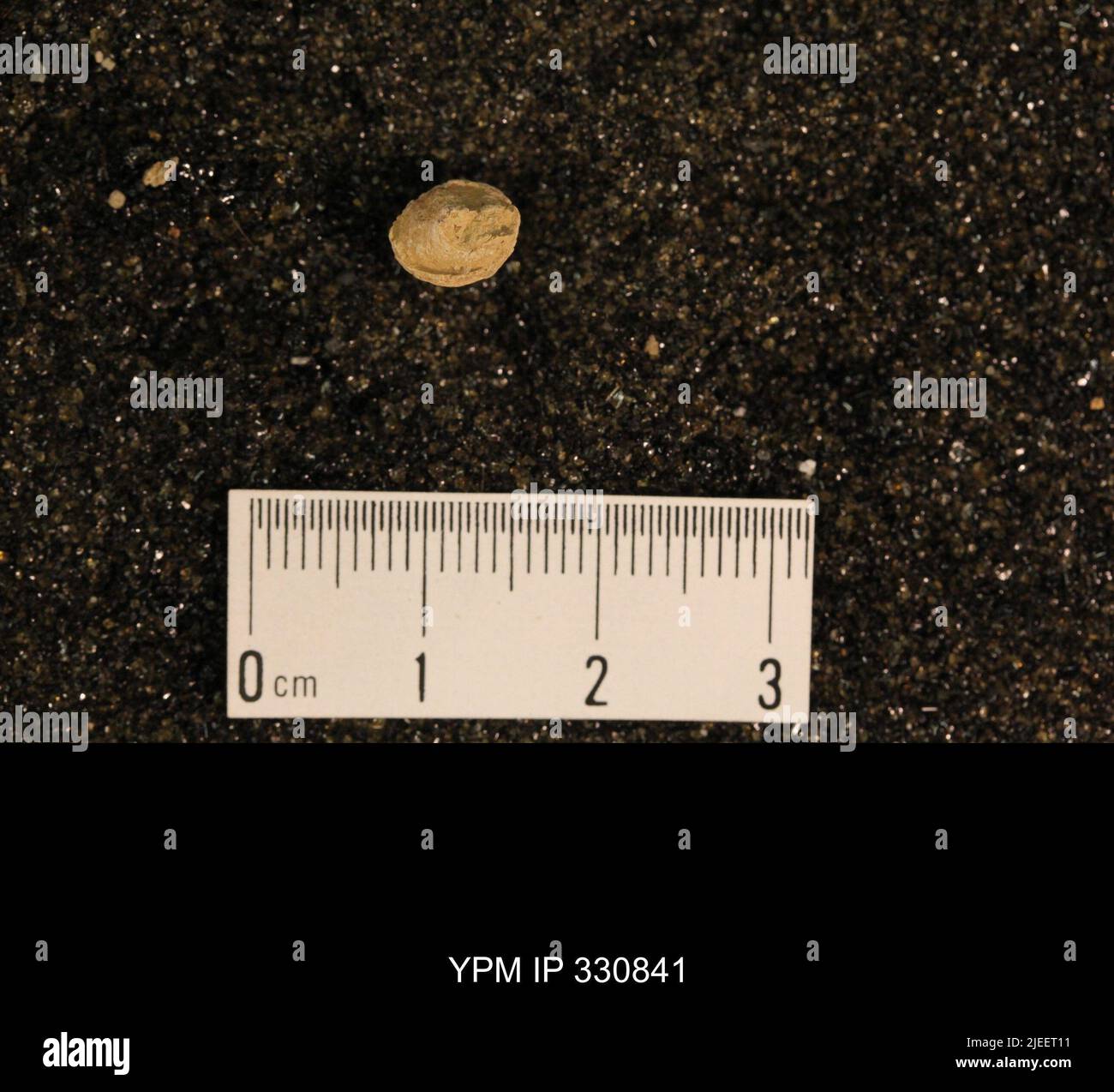 Meekospira peracuta choctawensis Girty, 1912 Stock Photo - Alamy