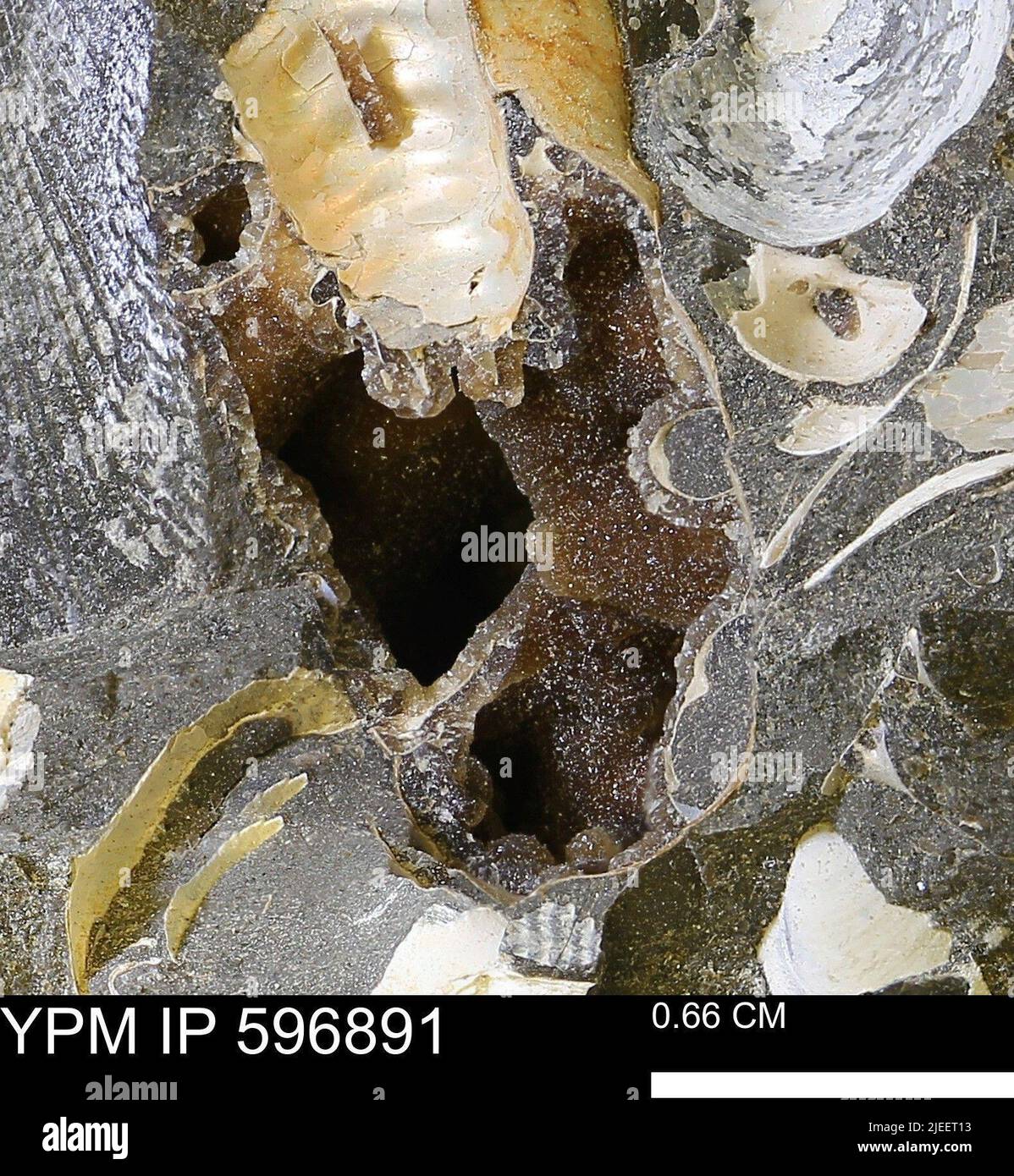 Undet ammonoidea animalia hi-res stock photography and images - Alamy