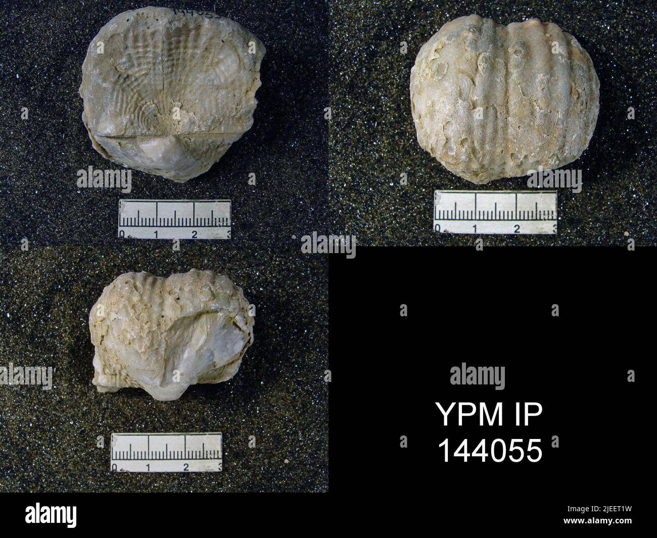 Productus (Dictyoclostus) vishnu Stock Photo - Alamy