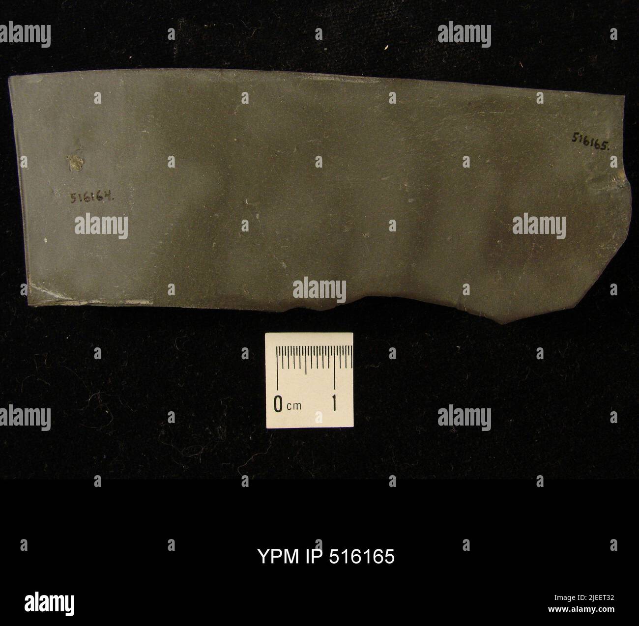 Taphonomy hi-res stock photography and images - Alamy