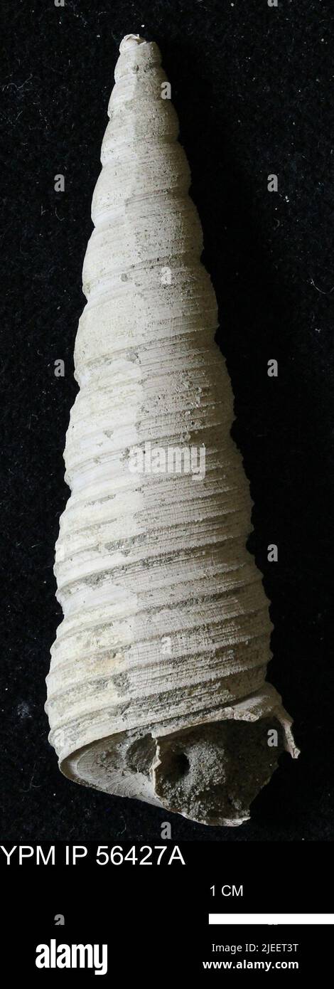 Turritella sp animalia hi-res stock photography and images - Alamy