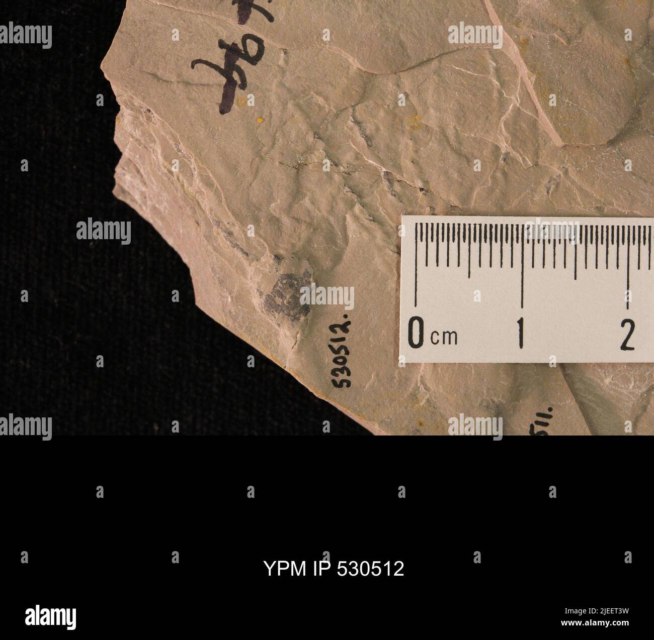 Gogia sp animalia hi-res stock photography and images - Alamy