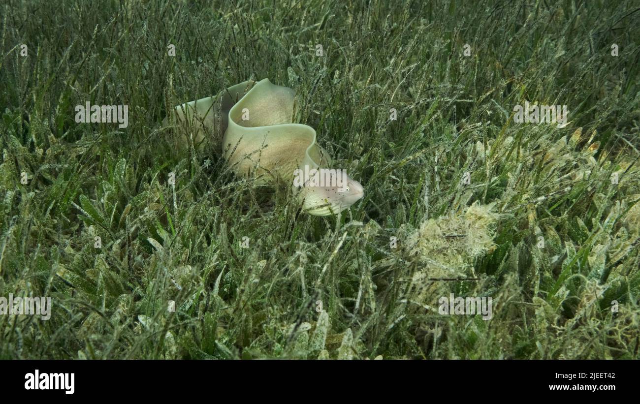Red Sea, Egypt. 26th June, 2022. Close-up of Moray lie in green ...