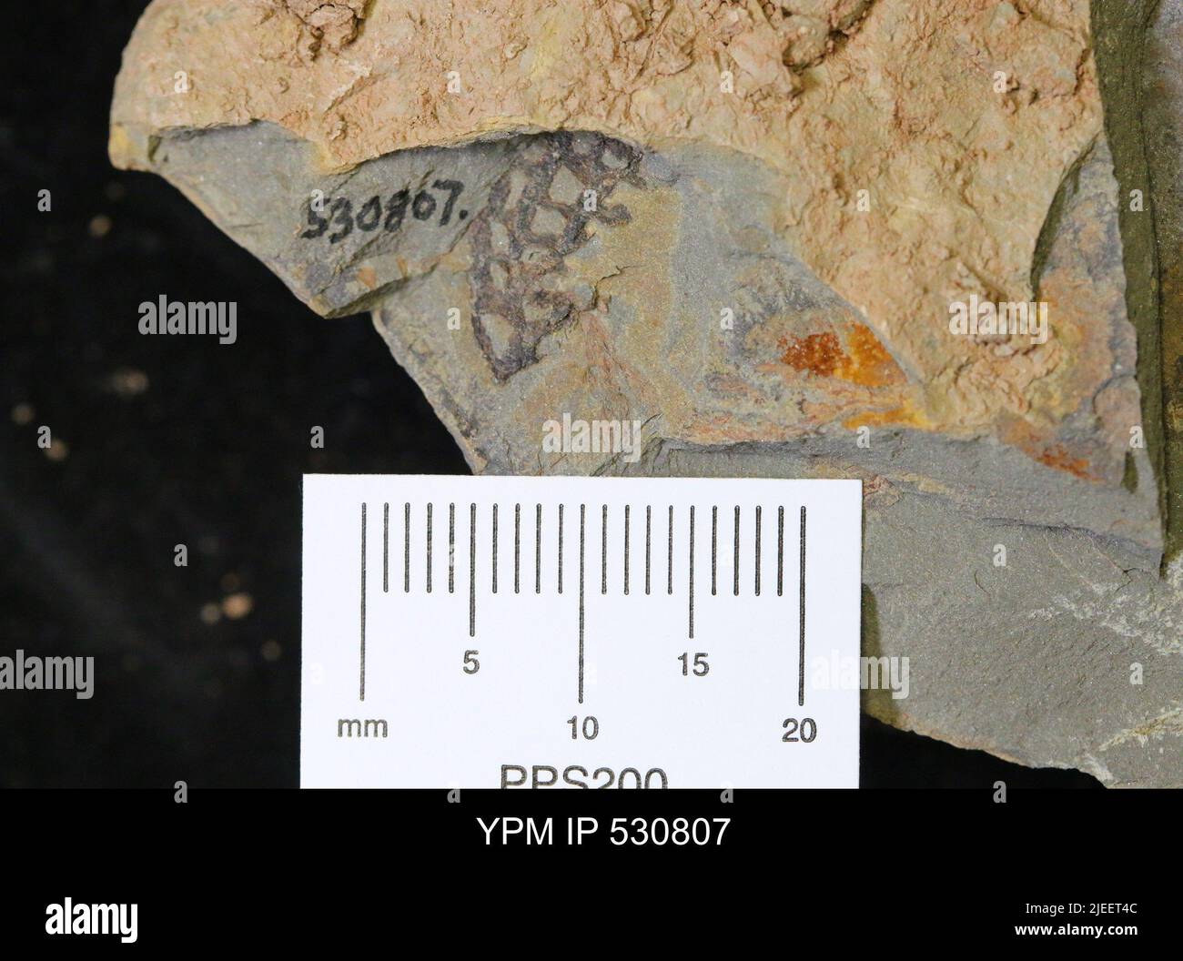 Dendroidea hi-res stock photography and images - Alamy